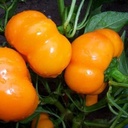 Doe Hill pepper (Capsicum annuum) | Terre promise